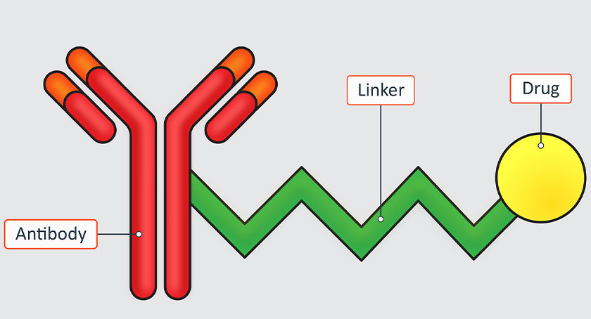 Payload-Linker Engineering as a Differentiator in ADC Development and ...